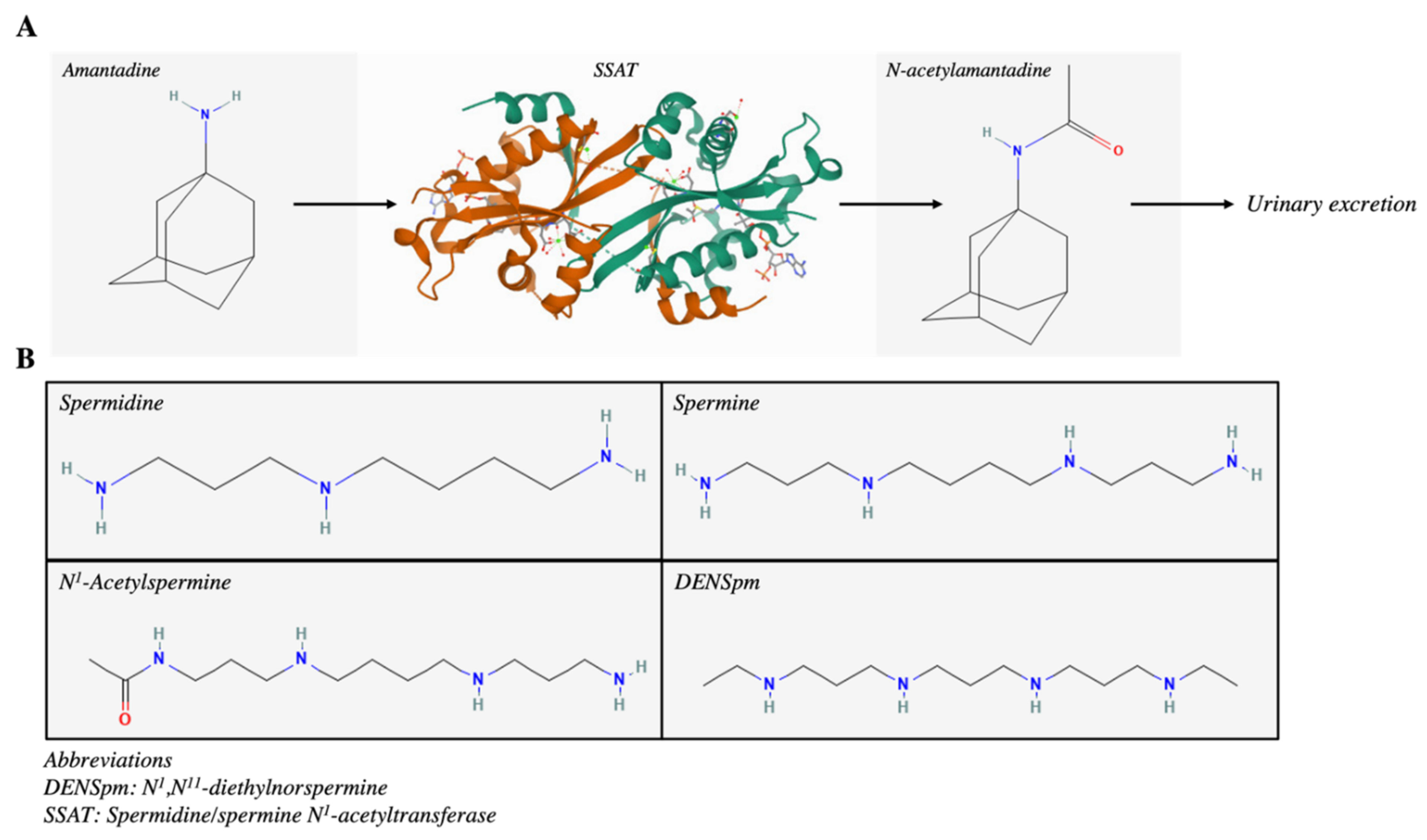 Spermidine/Spermine N1-Acetyltransferase | Encyclopedia MDPI