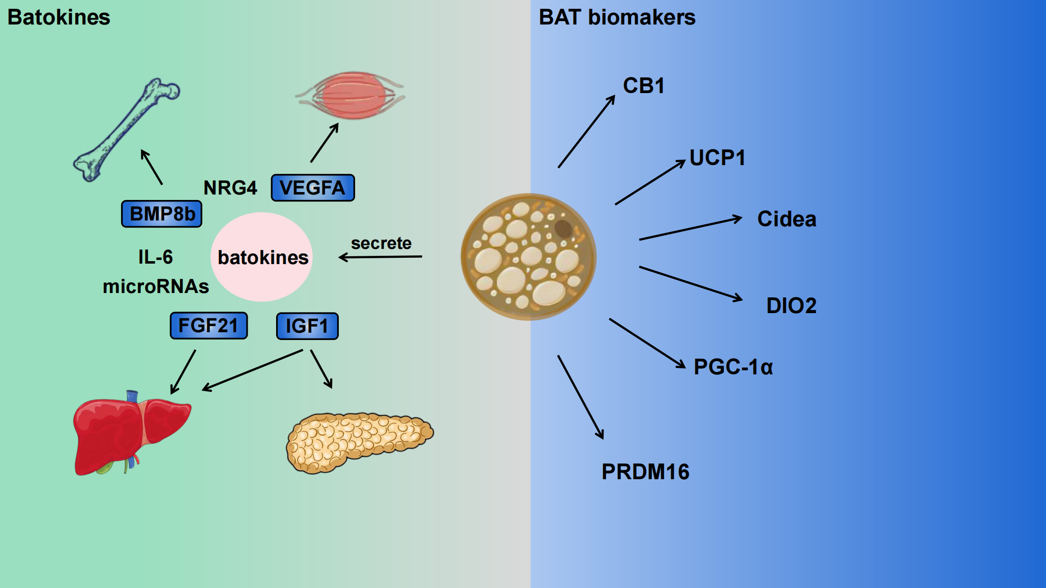 Exercise-Induced Adipose Tissue Thermogenesis and Browning ...