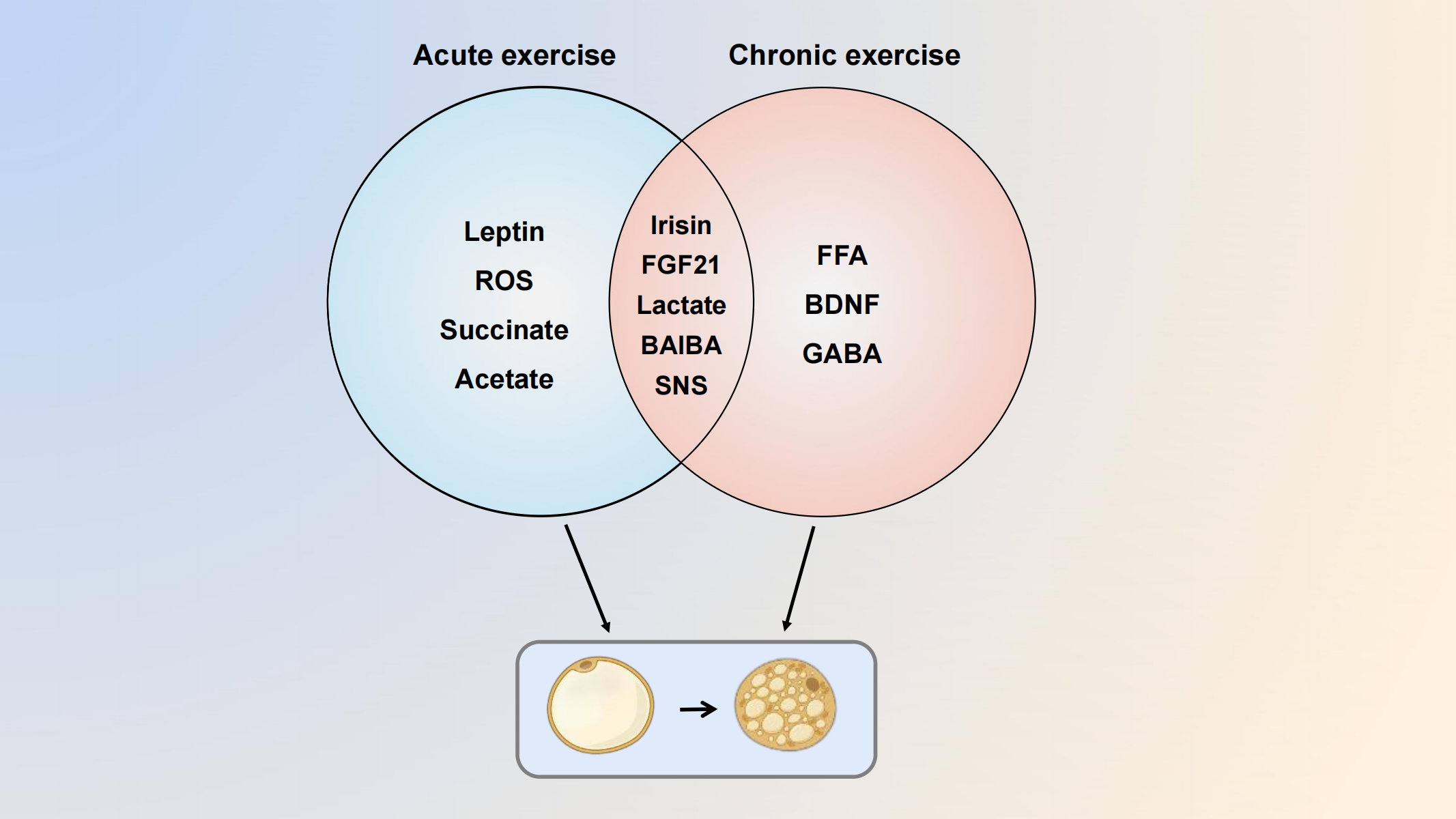 Exercise-Induced Adipose Tissue Thermogenesis and Browning ...
