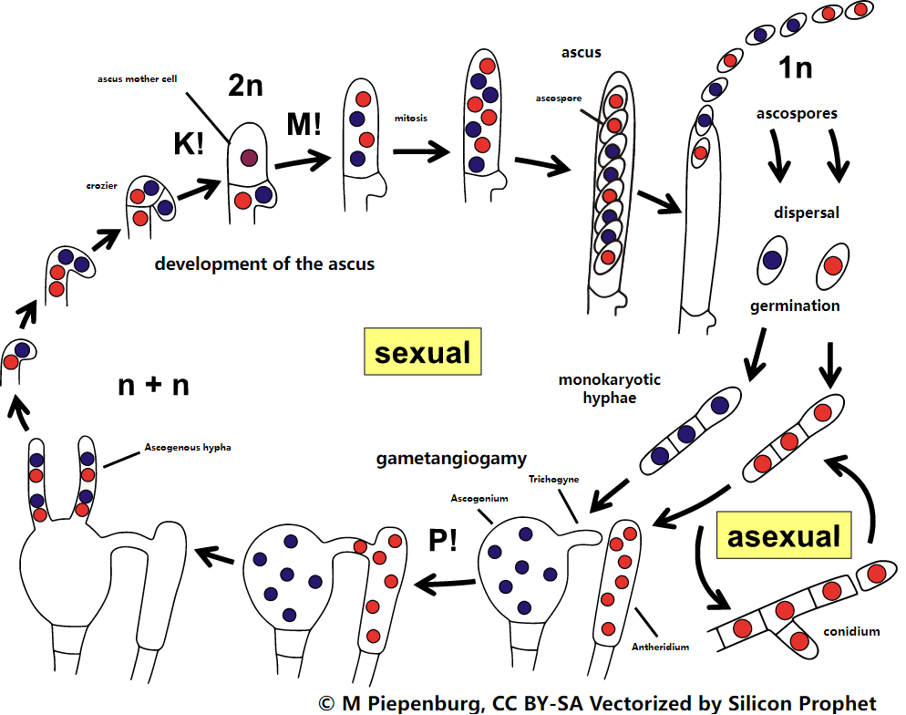 Ascomycetes Fungi Life Cycle Asexual Reproduction In Penicillium Life