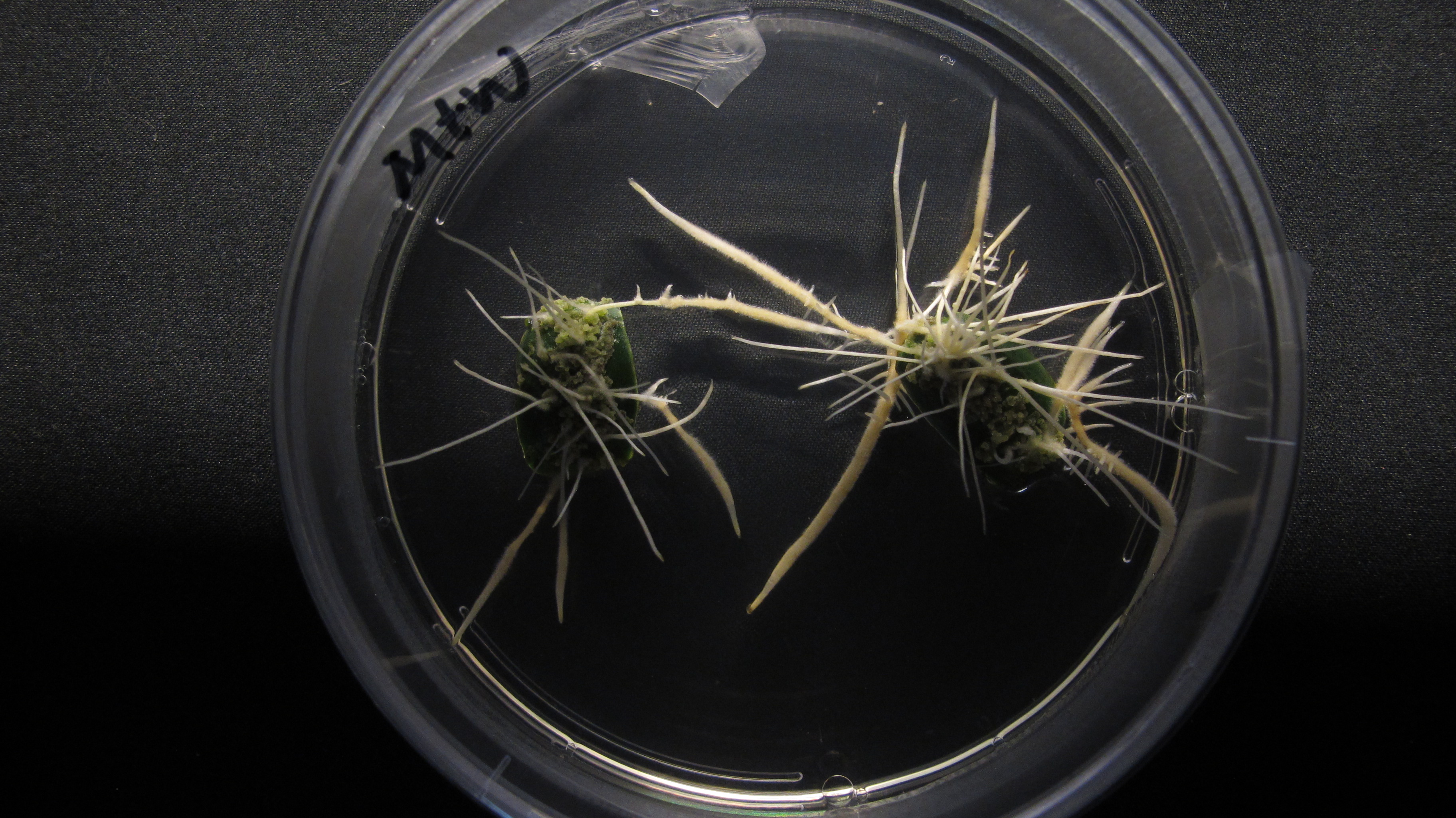 Soybean Hairy Roots | Encyclopedia MDPI