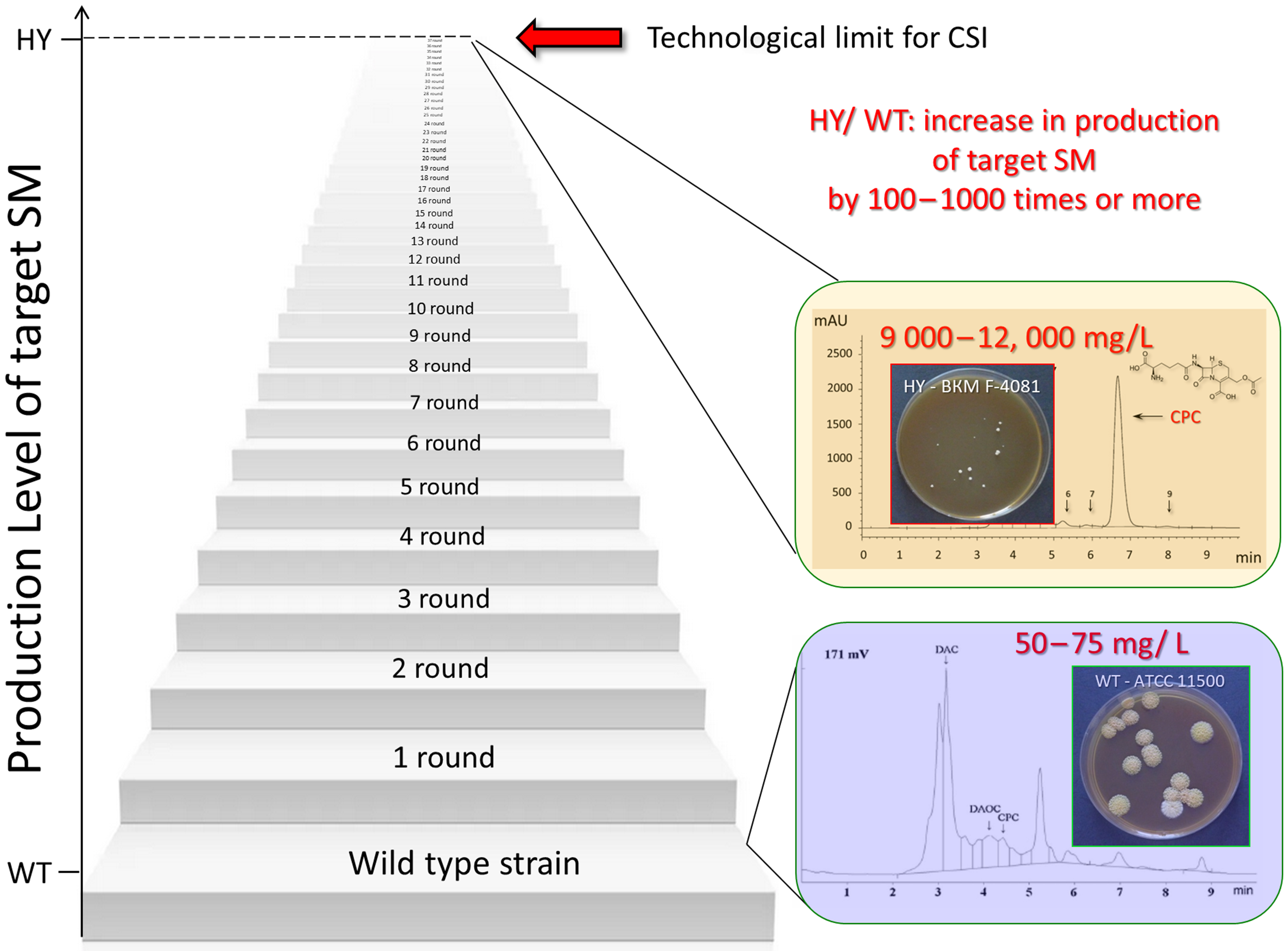 Classical Strain Improvement for Increasing Production of Fungal ...