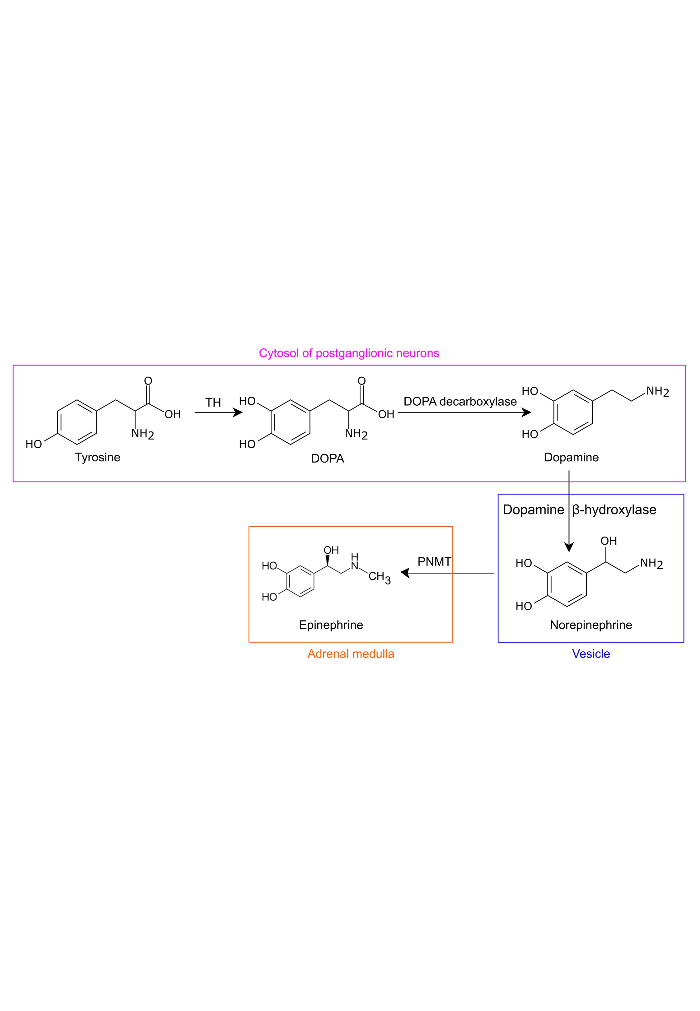 Norepinephrine Biosynthesis. | Encyclopedia MDPI