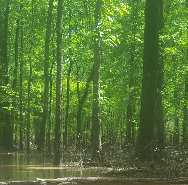 Bottomland Hardwood Forest | Encyclopedia MDPI