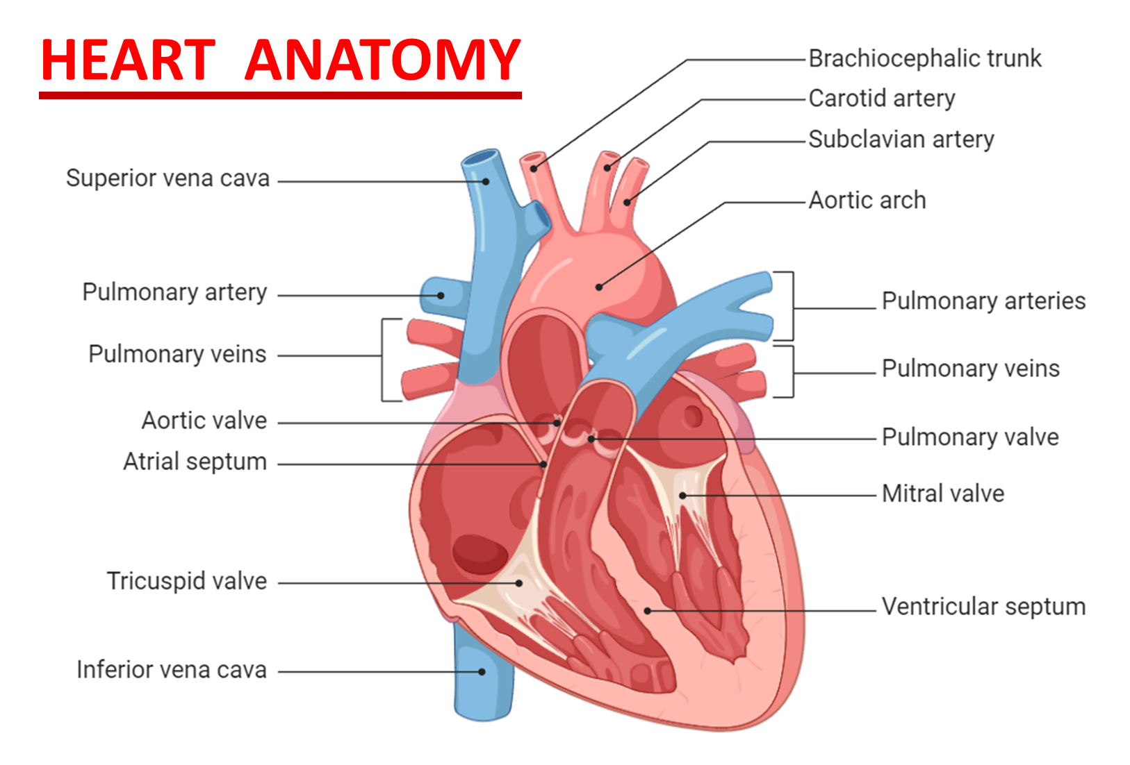 Heart Anatomy | Encyclopedia MDPI