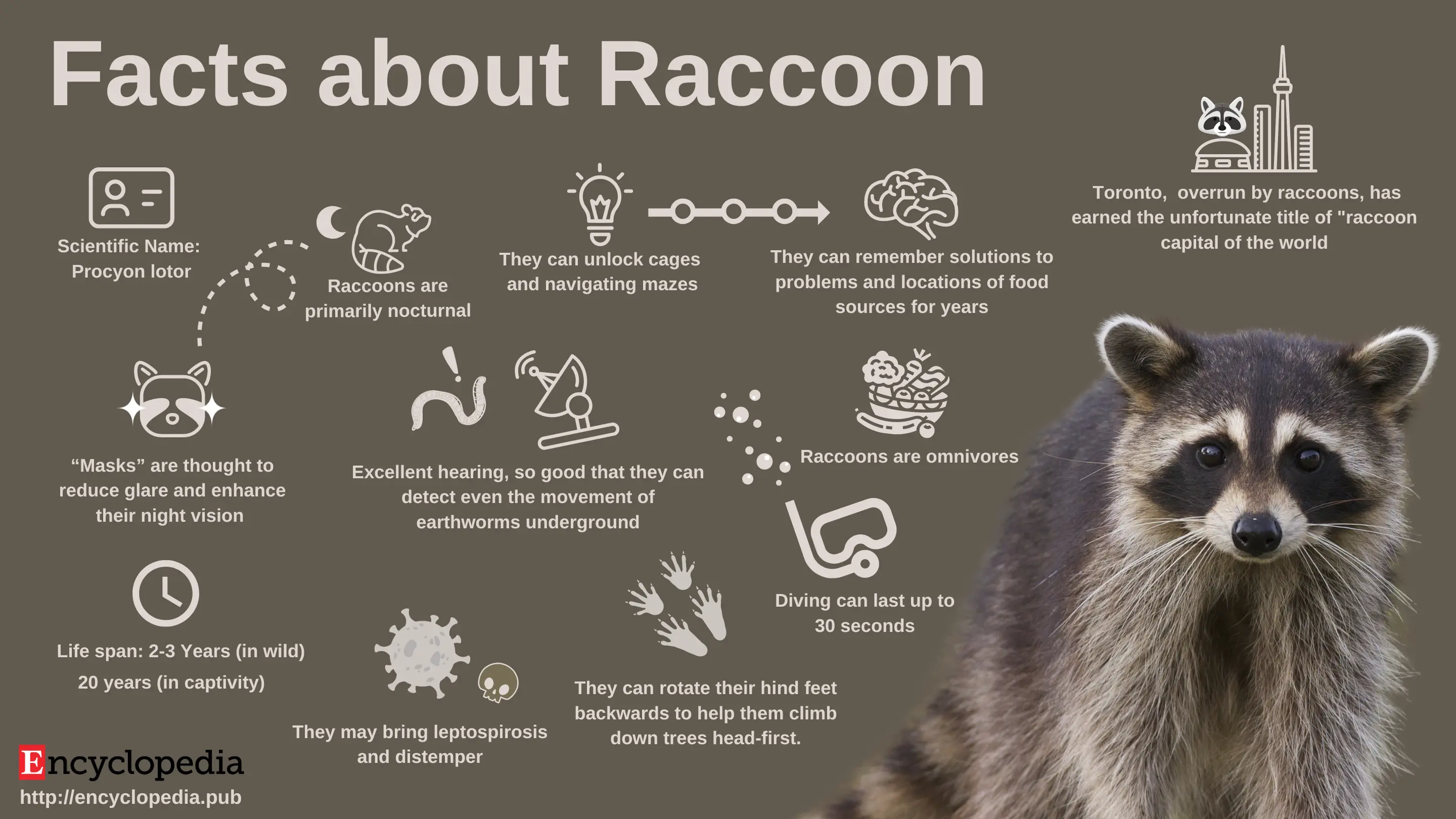 Excellent Raccoon