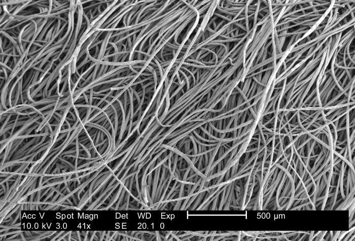 Scanning Electron Micrograph of Uninoculated Rayon Swab Fibers ...