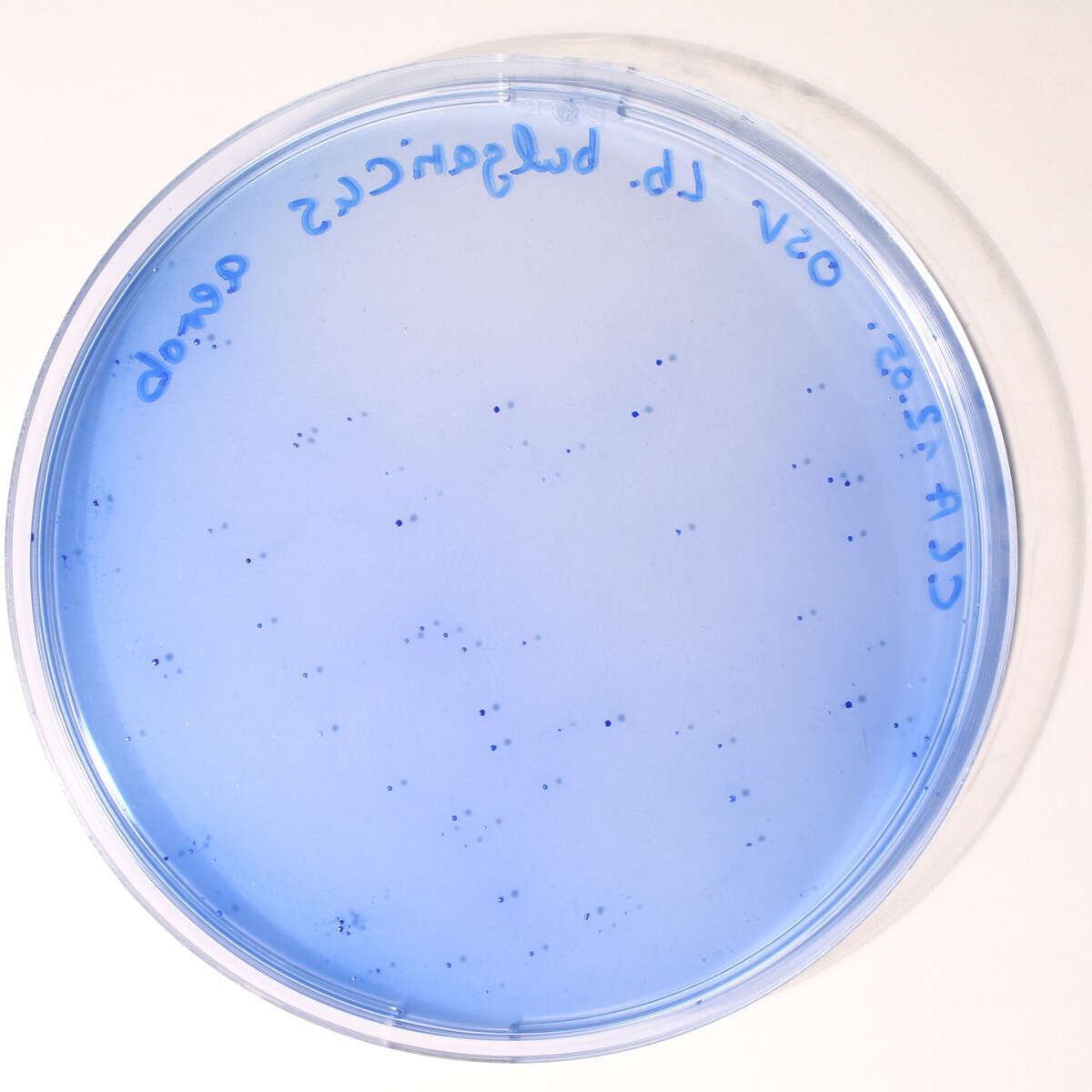 Lactobacillus bulgaricus Colonies | Encyclopedia MDPI