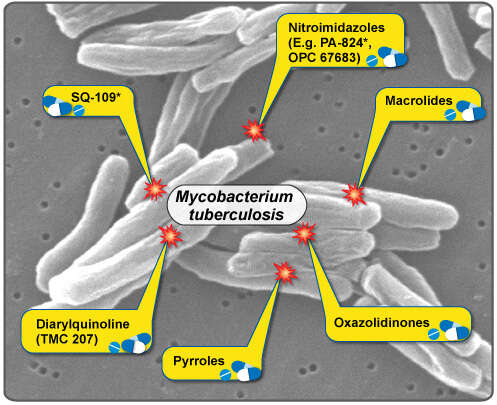 New Tuberculosis (TB) Drugs Under Development | Encyclopedia MDPI