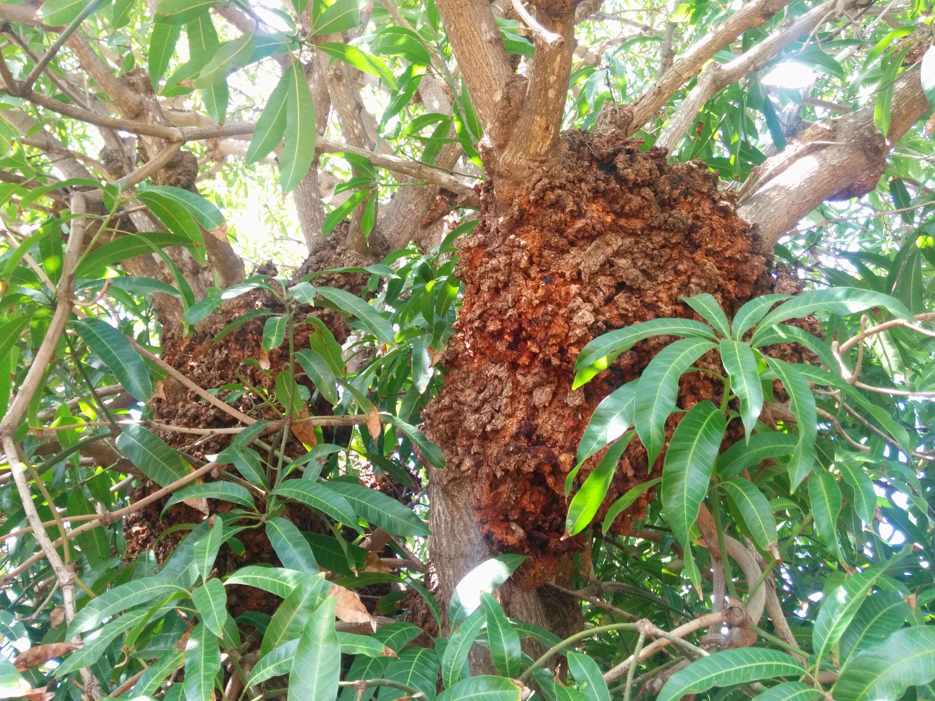 Mango Stem Galls | Encyclopedia MDPI