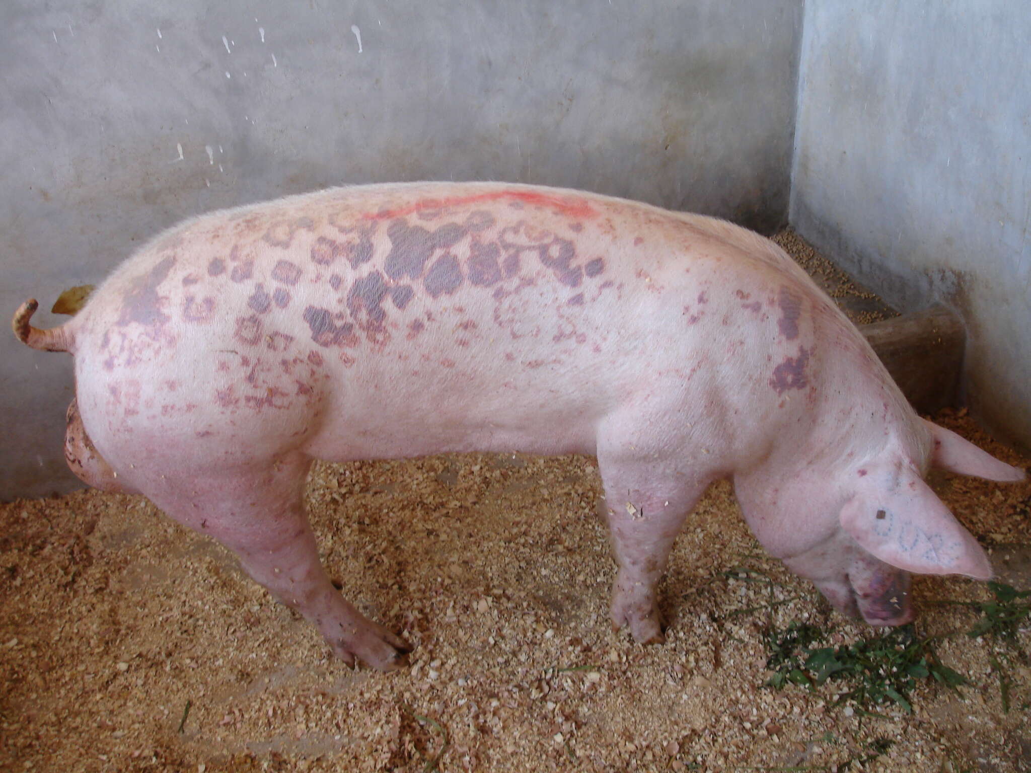 Erysipelas in Pigs | Encyclopedia MDPI