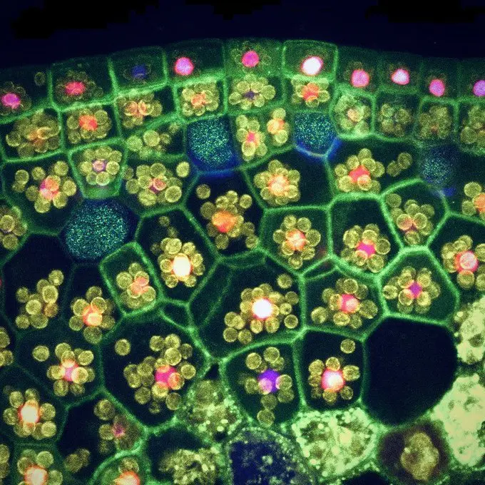 Actual Plant Cell