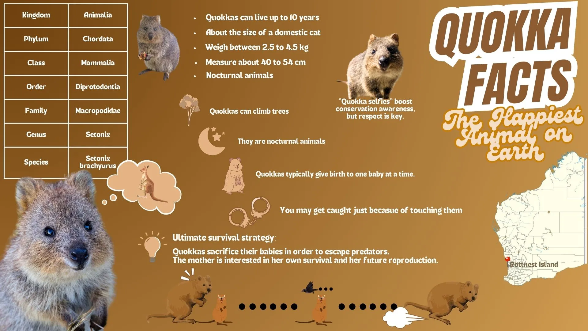 Quokka Facts Animals Of Oceania Worldatlascom Quokka Facts, Diet,