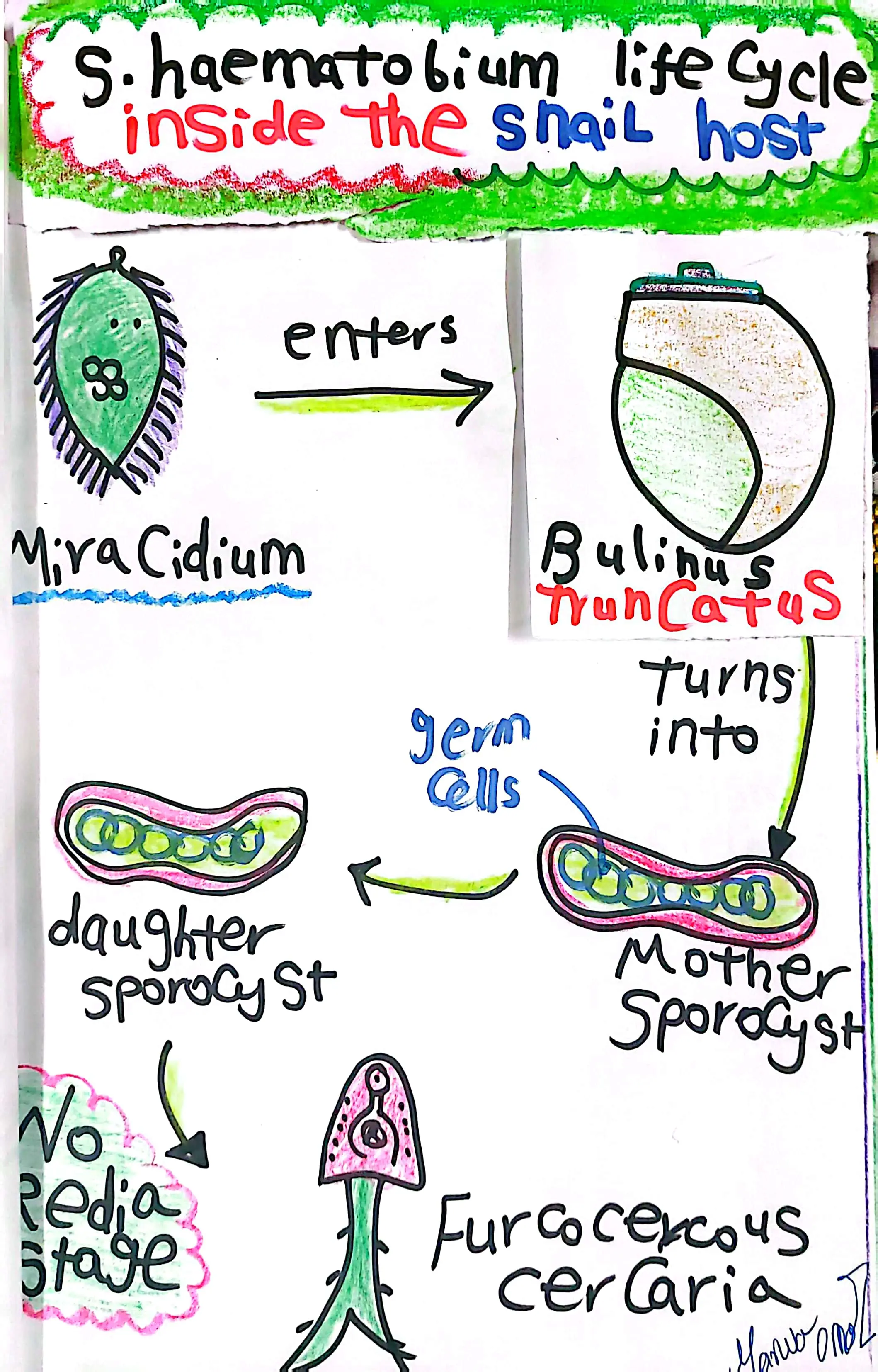 Schistosoma Haematobium Life Cycle CDC DPDx Schistosomiasis