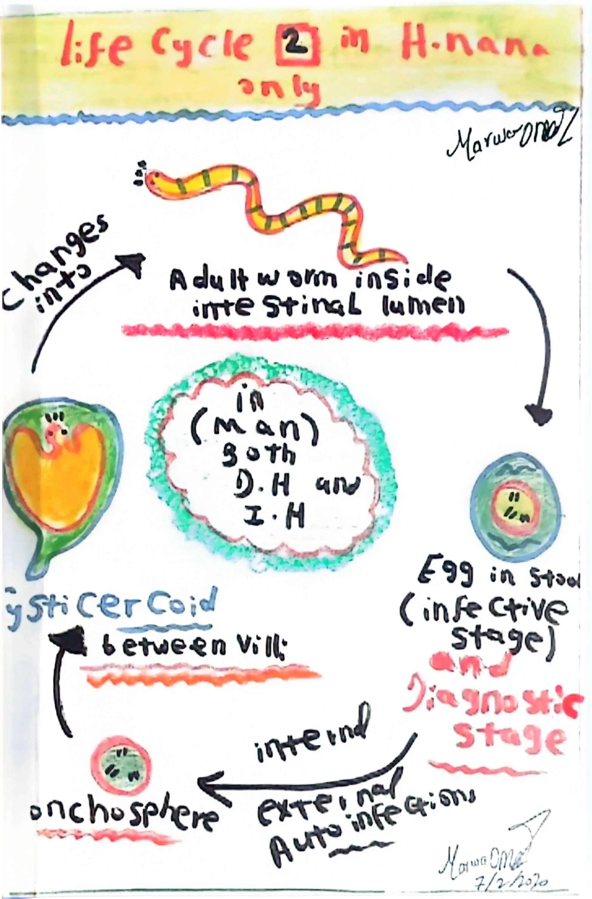 Hymenolepis Nana Life Cycle Hymenolepis Nana: Life Cycle, Pathogenesis