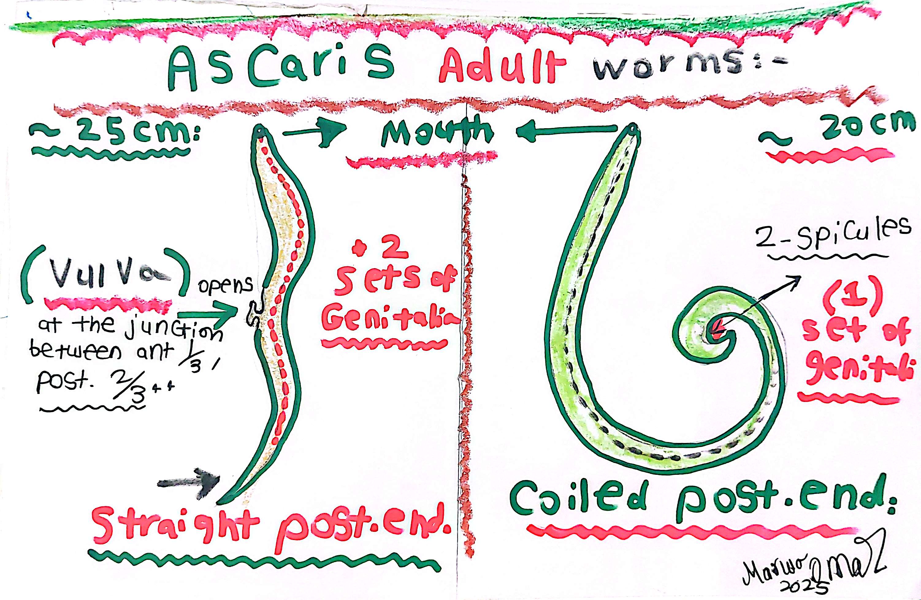 Morphology of Ascaris Adult Worms | Encyclopedia MDPI