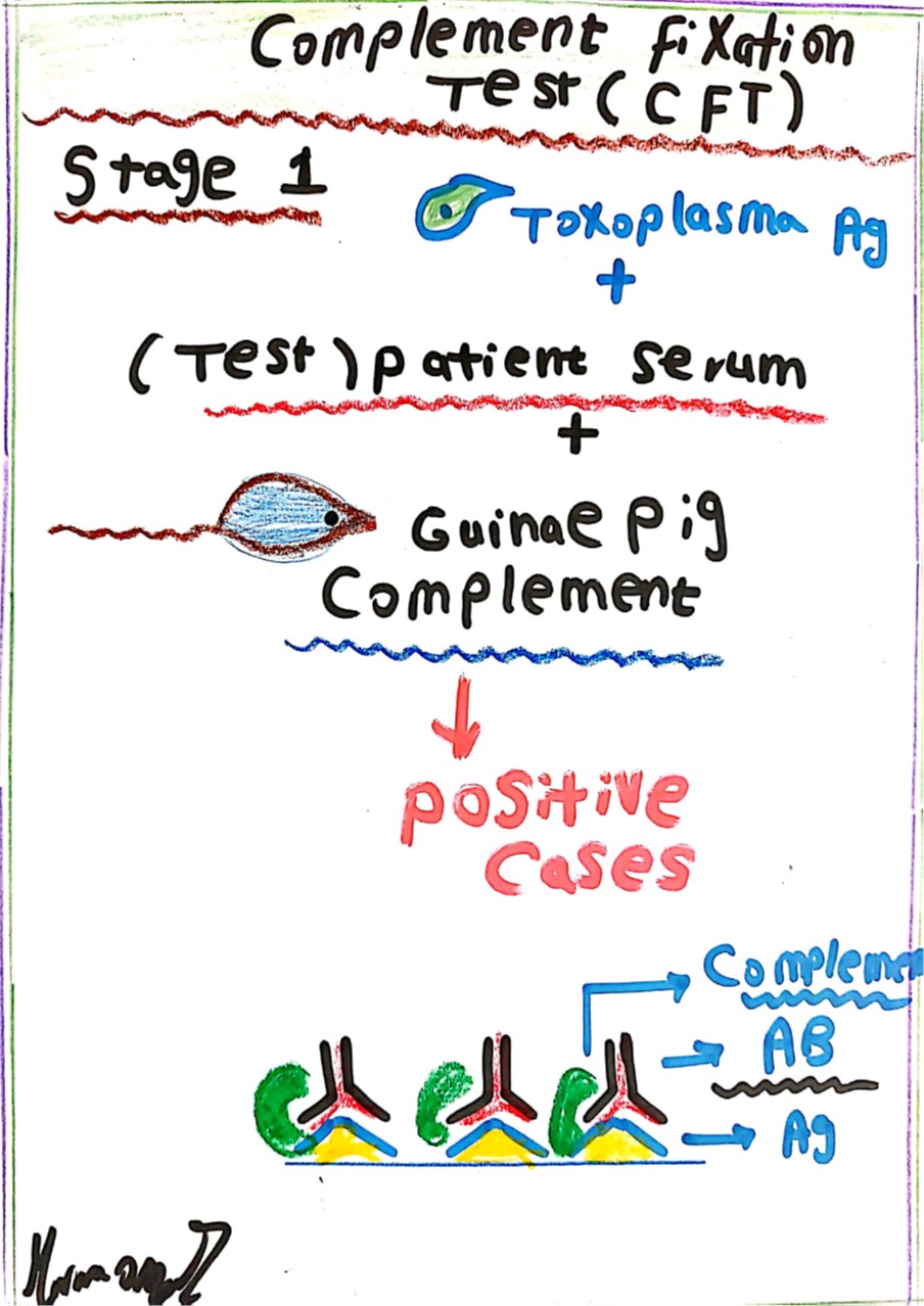 Serology in Toxoplasmosis: Complement Fixation Test 1 | Encyclopedia MDPI