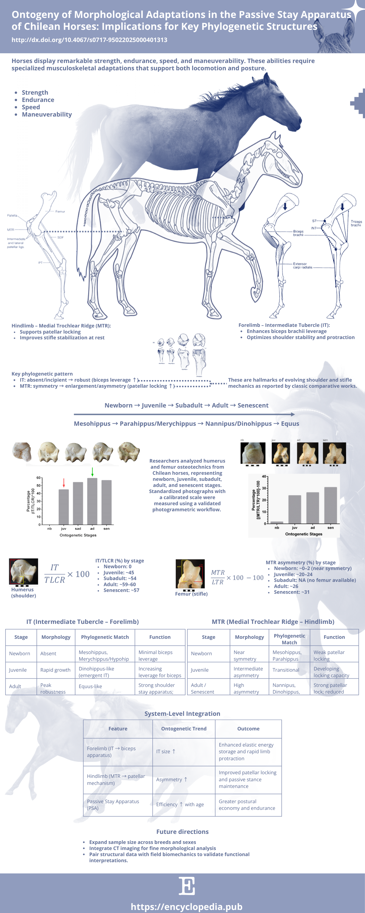 Growing Strength: Limb Evolution in Horses | Encyclopedia MDPI