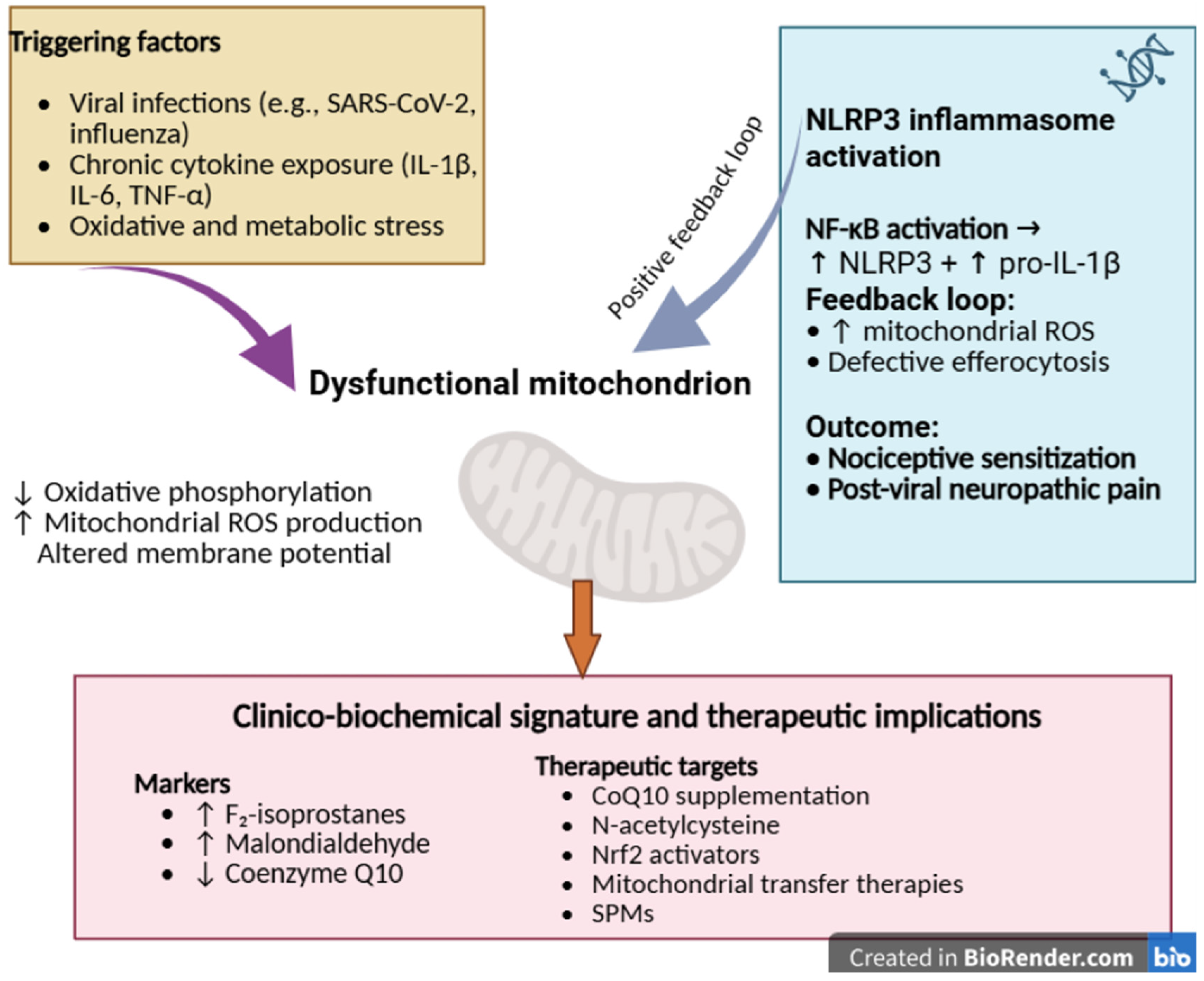 Mitochondrial Dysfunction | Encyclopedia MDPI