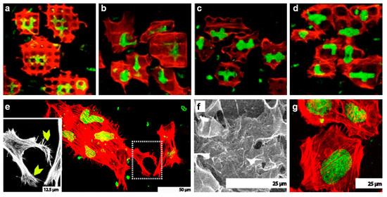 Insight into the Role of the Surface Topography | Encyclopedia MDPI