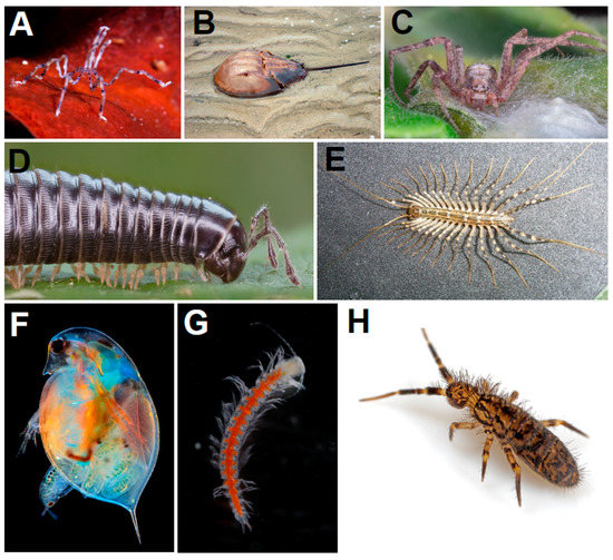 Origin And Terrestrialization Of Arthropods Encyclopedia MDPI Origin And Terrestrialization Of Arthropods Encyclopedia MDPI