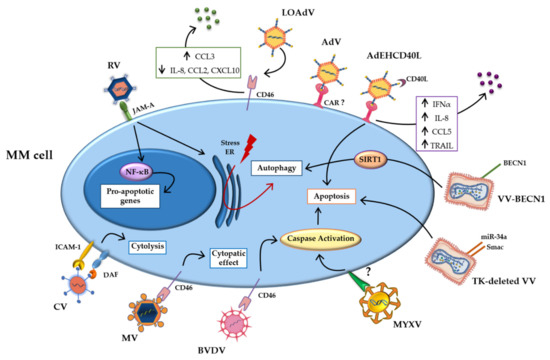 Multiple Myeloma (MM) | Encyclopedia MDPI