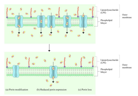 Membrane Disruption Properties of EOs | Encyclopedia MDPI