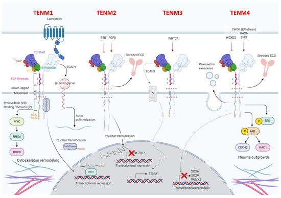 Teneurins | Encyclopedia MDPI