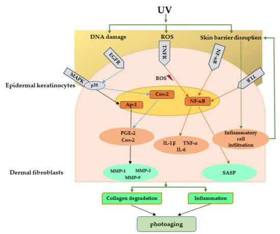 Inflammatory Response Caused by UVR | Encyclopedia MDPI