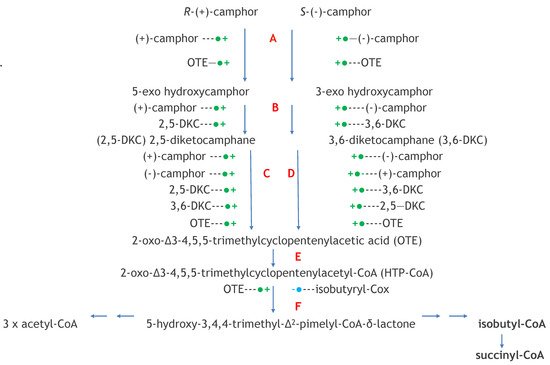 Isoenzymic Diketocamphane Monooxygenases of Pseudomonas putida ATCC ...