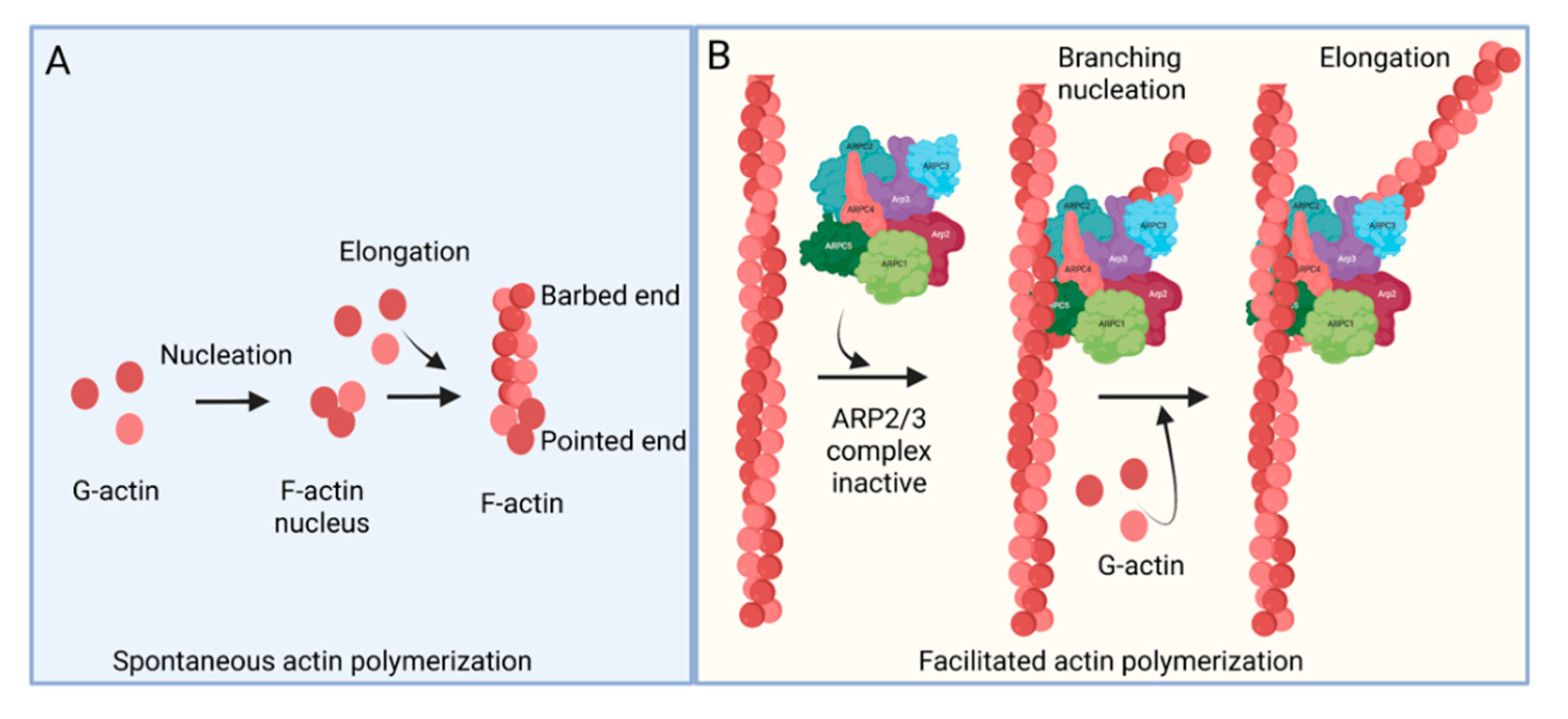 ARP2 3 Complex Driven Actin Polymerization In RSV Infection ARP2 3 Complex Driven Actin Polymerization In RSV Infection