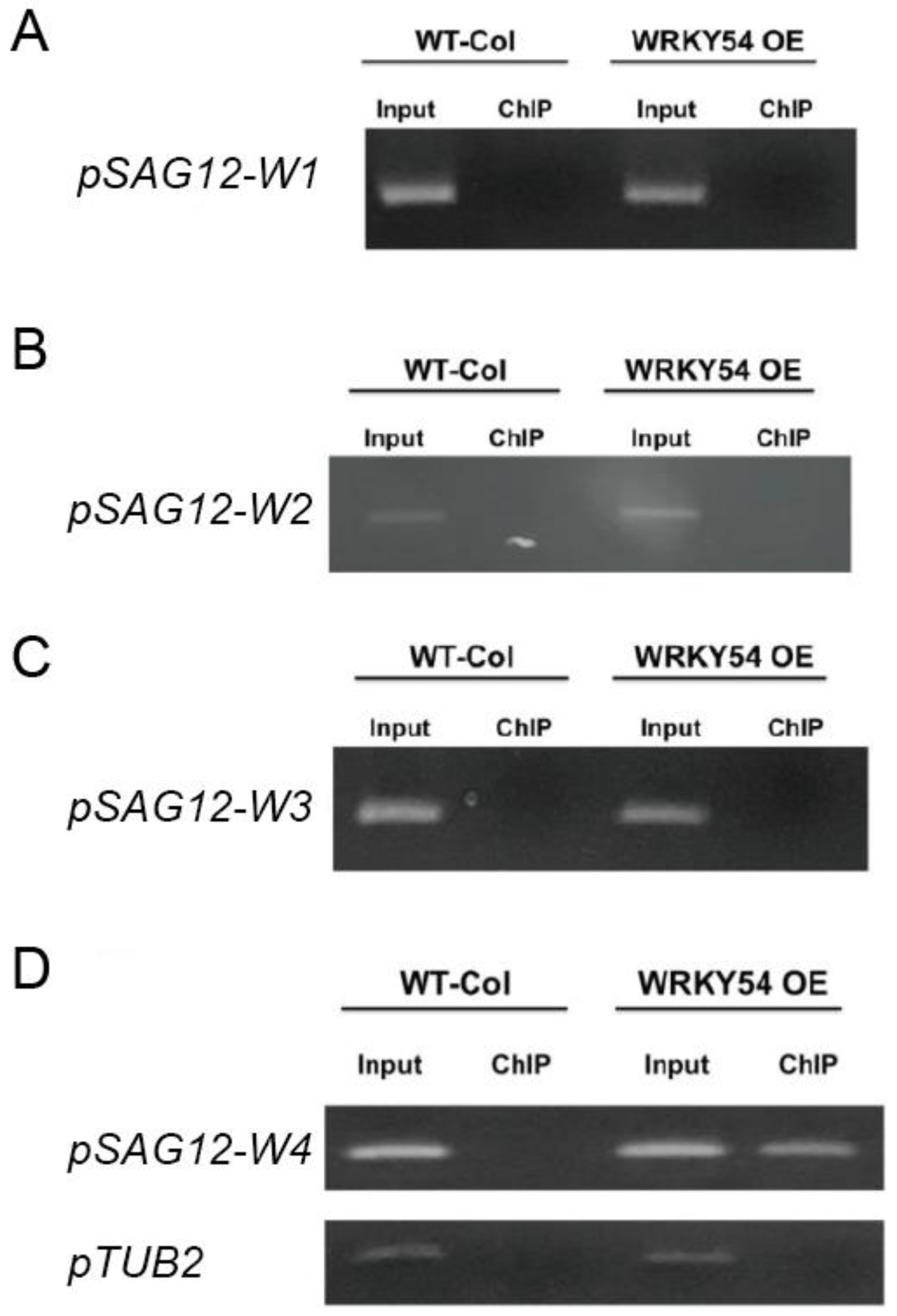 Phylogeny and Binding Ability of WRKY Transcription Factors ...