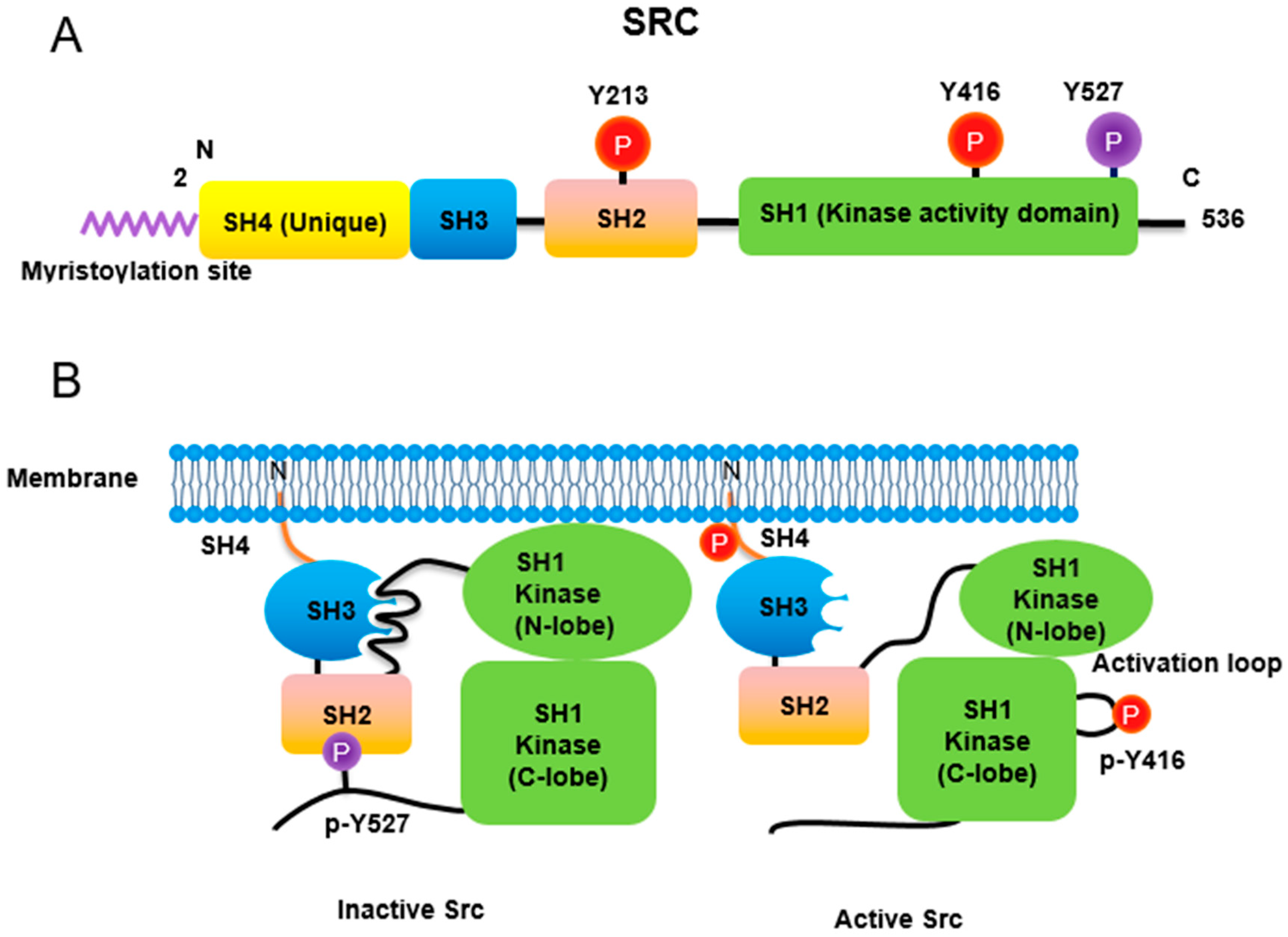 Src Non Receptor Tyrosine Kinase Encyclopedia MDPI Src Non Receptor Tyrosine Kinase Encyclopedia MDPI