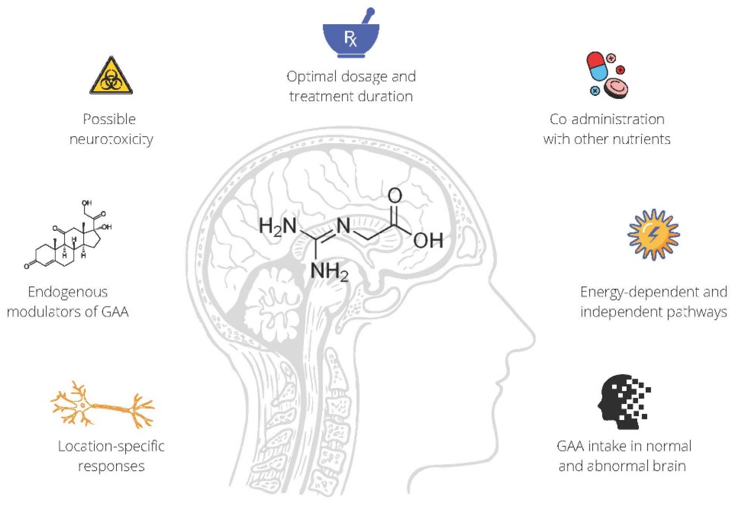 Effects Of Creatine Supplementation On Brain Function Encyclopedia MDPI Effects Of Creatine Supplementation On Brain Function Encyclopedia MDPI