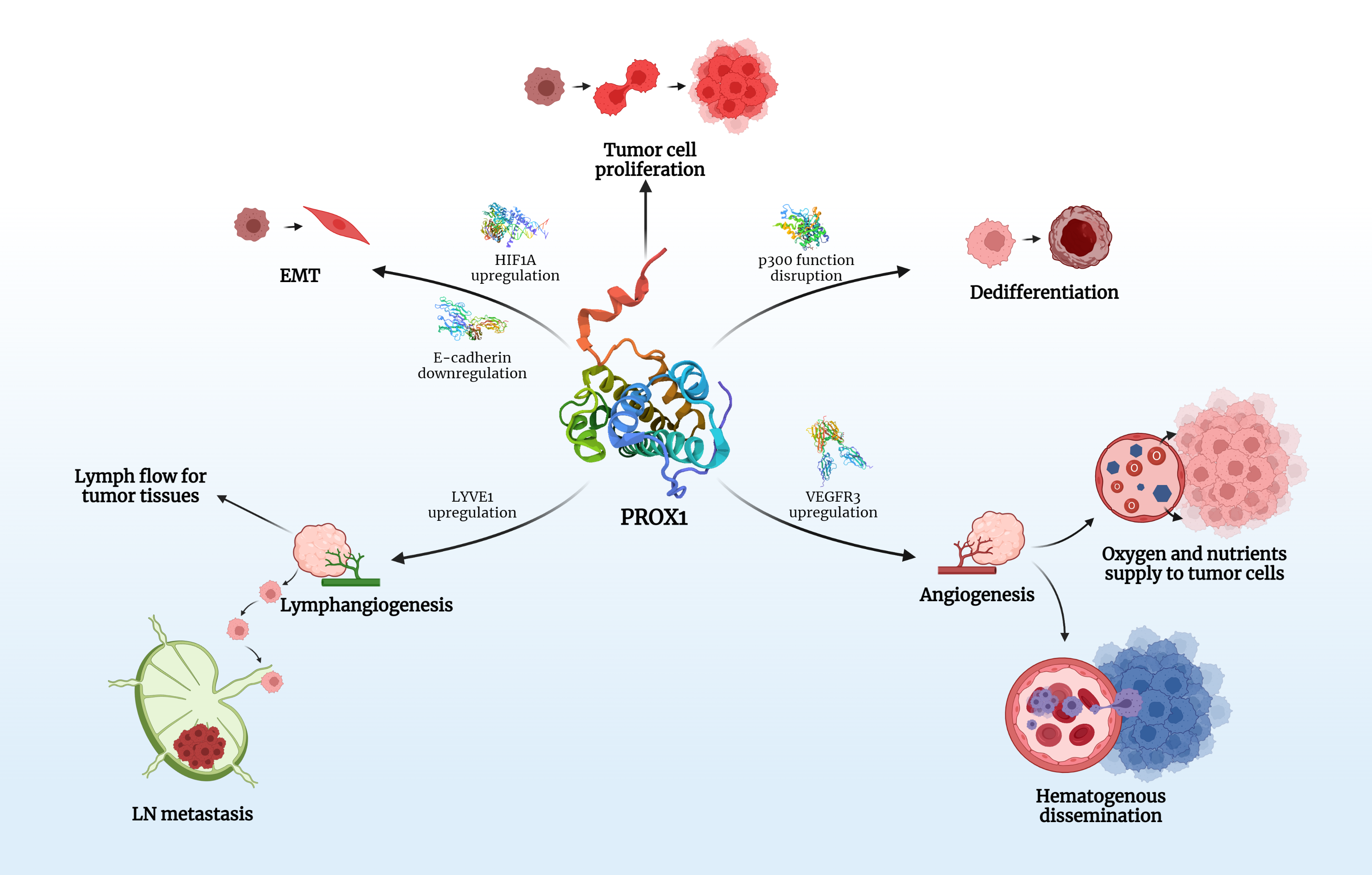PROX1 Expression in Cancer | Encyclopedia MDPI