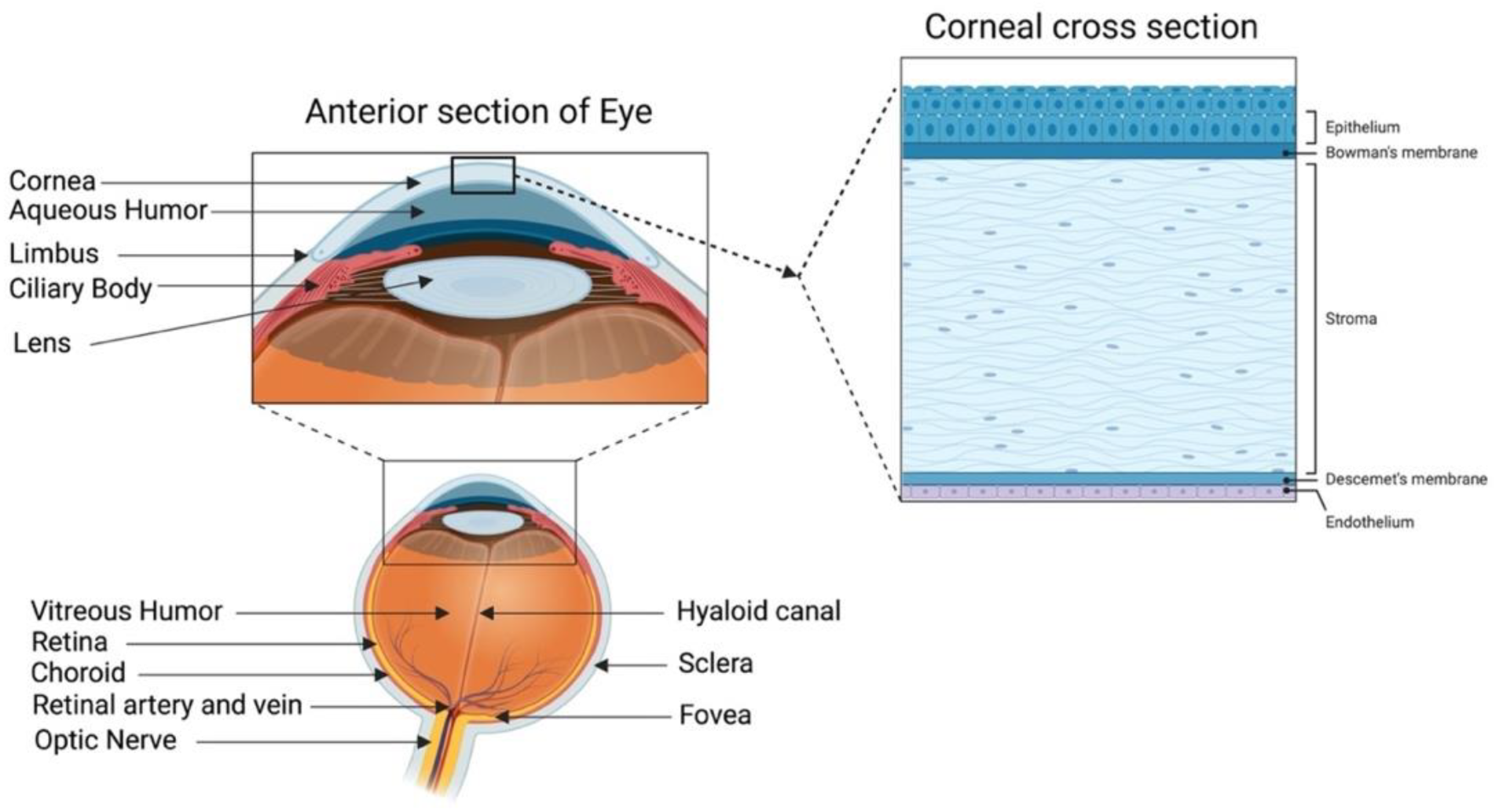 Corneal Regenerative Approach Encyclopedia MDPI Corneal Regenerative Approach Encyclopedia MDPI