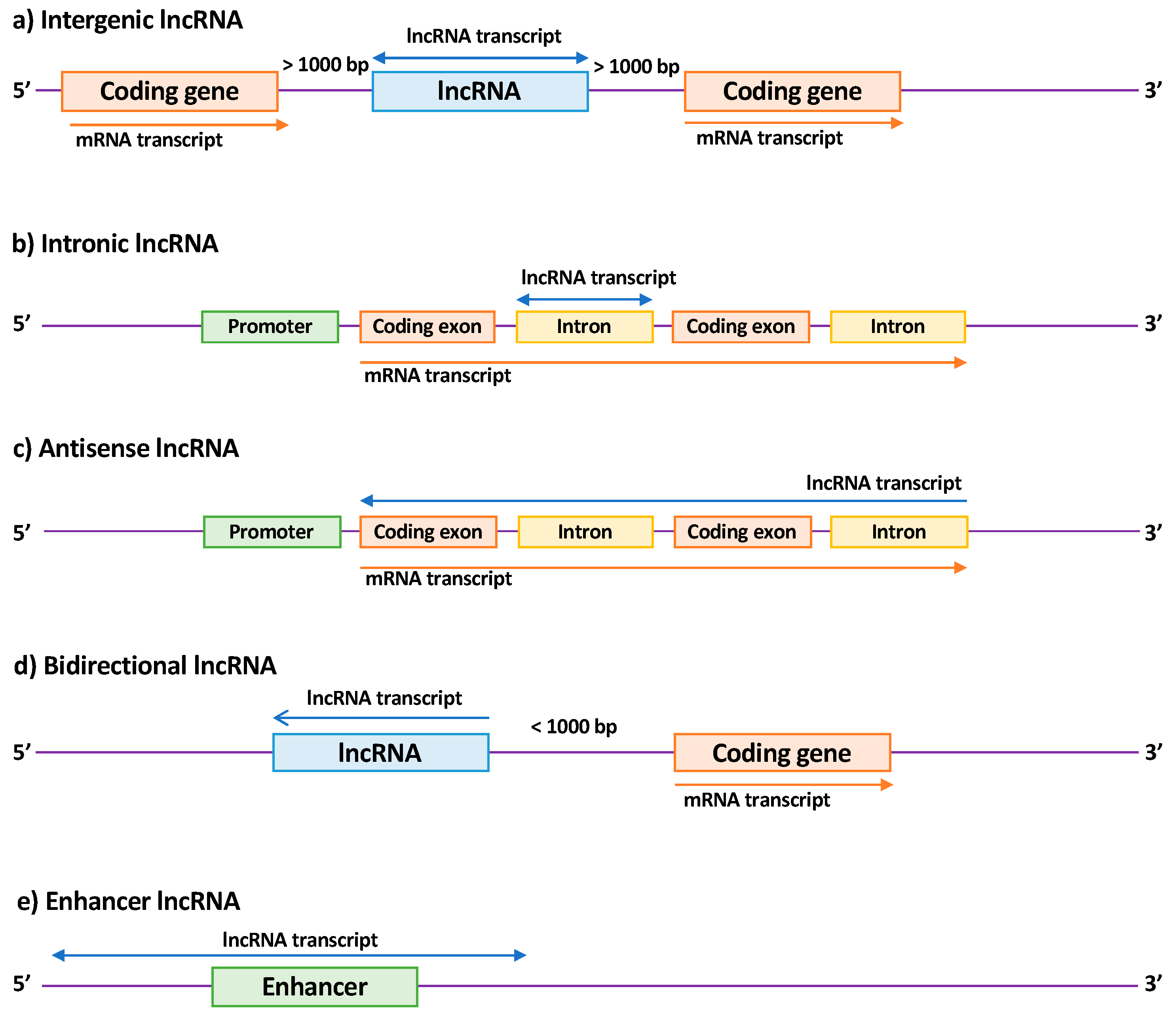 Non-Coding RNAs in Renal Fibrosis | Encyclopedia MDPI