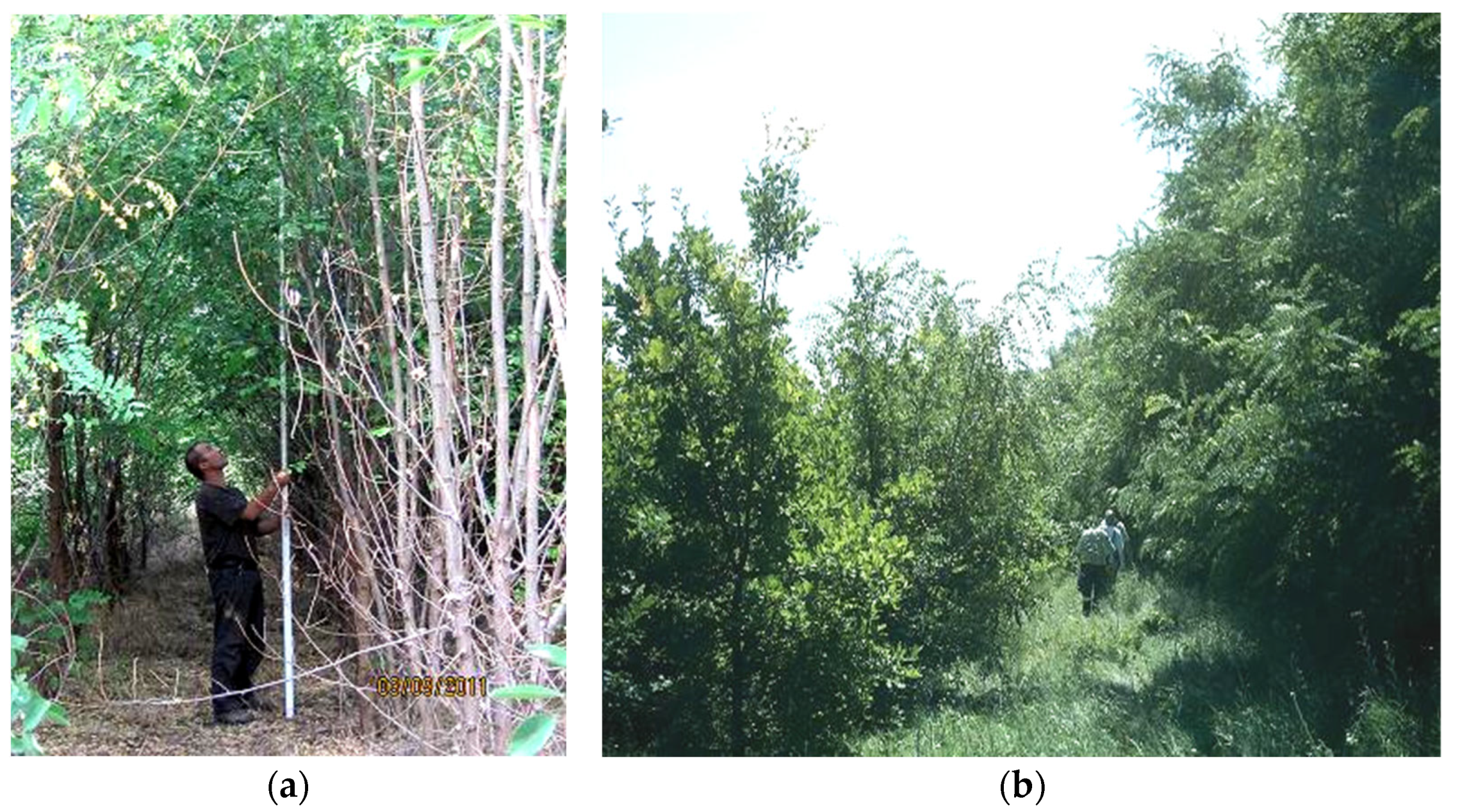 Black Locust (Robinia pseudoacacia L.) in Romanian Forestry | Encyclopedia MDPI