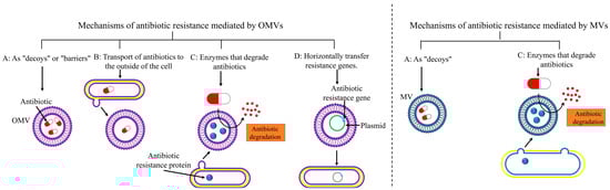 Bacterial Membrane Vesicles and Antibiotic Resistance | Encyclopedia MDPI