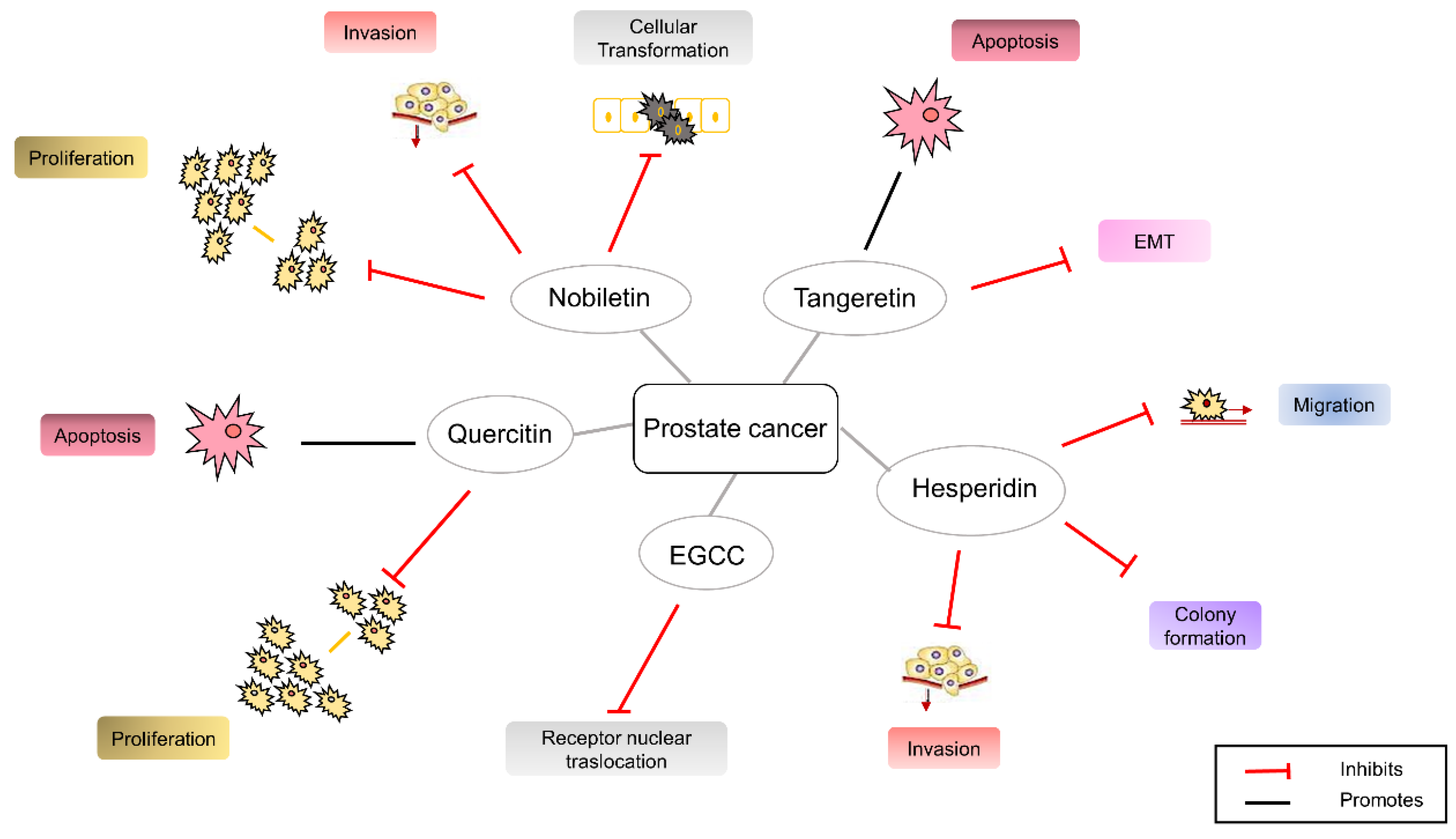 Agri-Food By-Products in Cancer | Encyclopedia MDPI