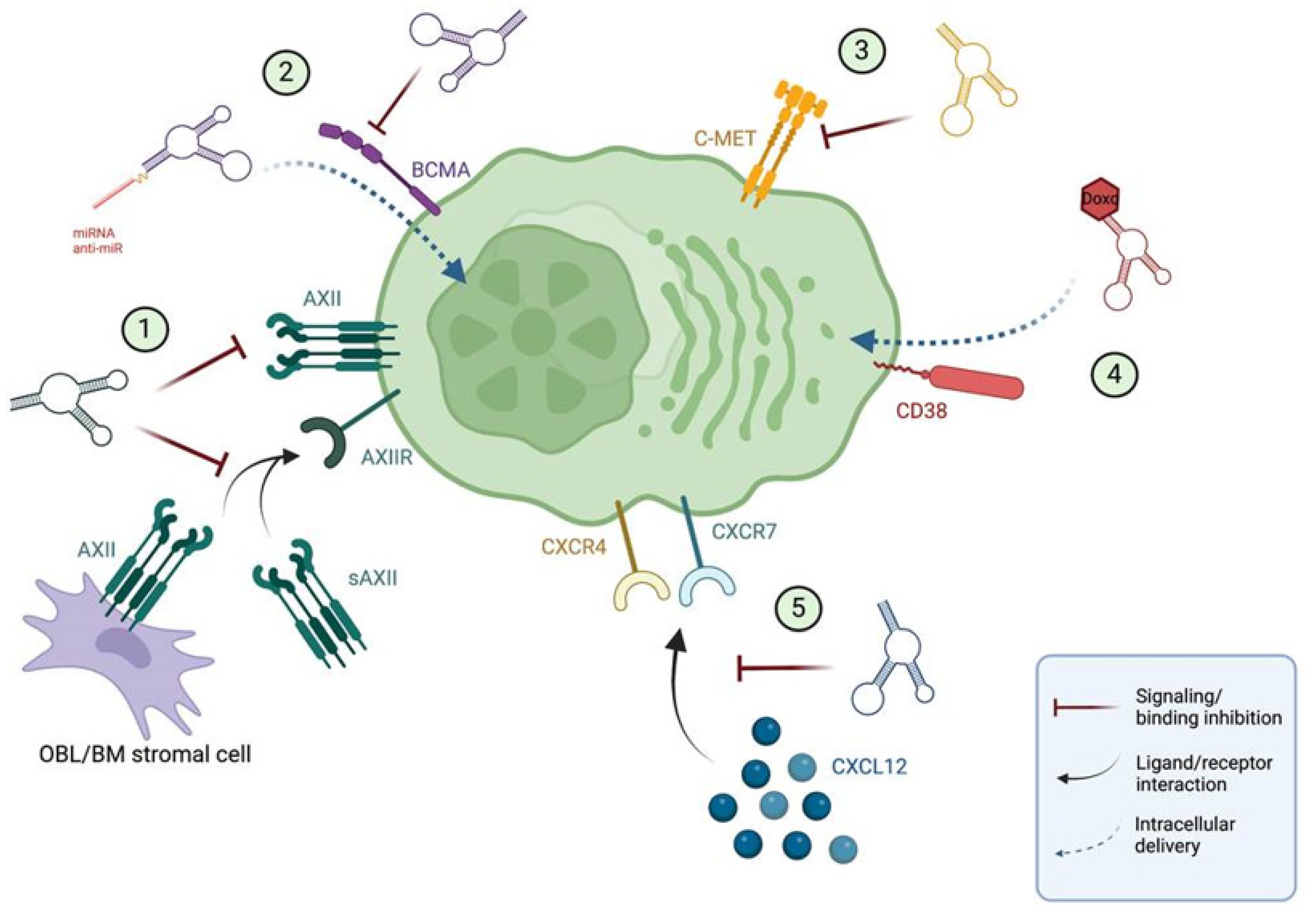 Aptamers For Multiple Myeloma Precision Medicine Encyclopedia MDPI Aptamers For Multiple Myeloma Precision Medicine Encyclopedia MDPI