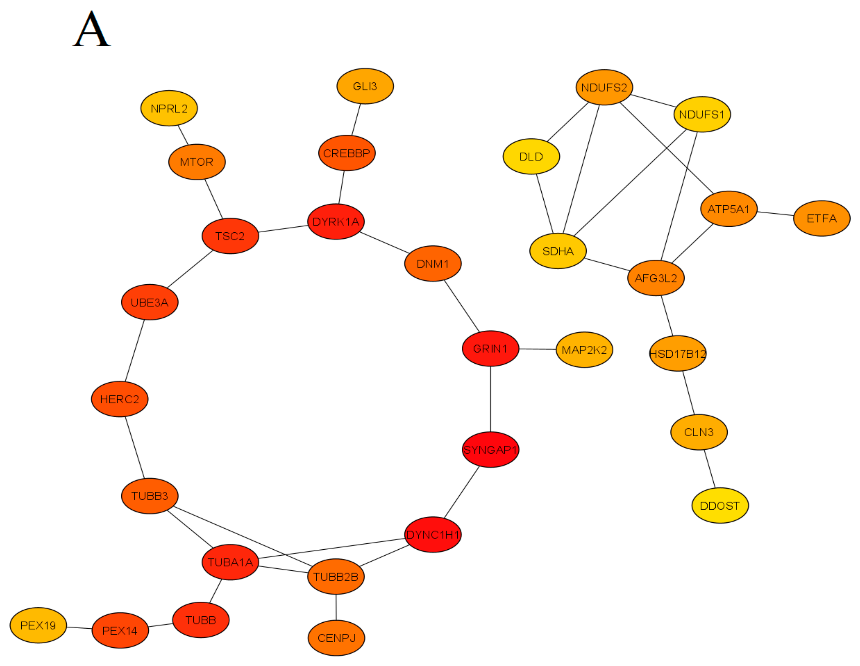 Common Network of Molecular Pathways of Epilepsy | Encyclopedia MDPI