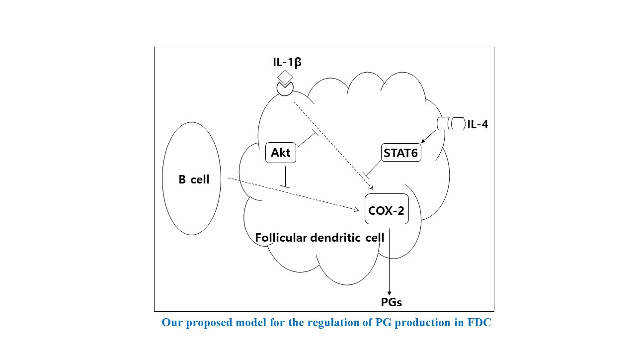 Akt, IL-4, STAT in prostaglandin production in FDC | Encyclopedia MDPI